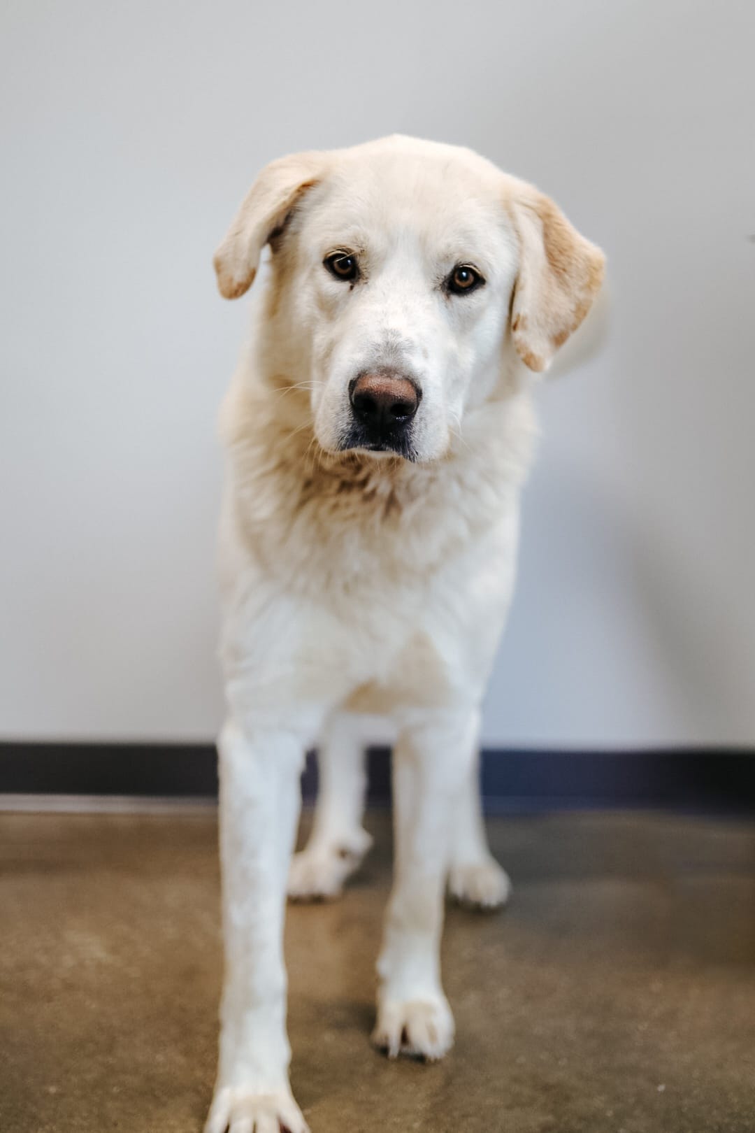 Background and Attributes