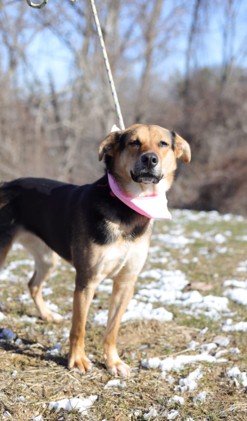 Background and Attributes