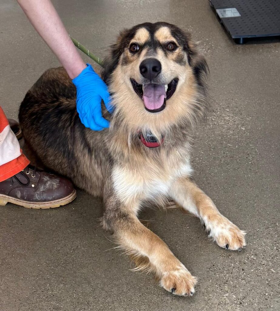 Background and Attributes